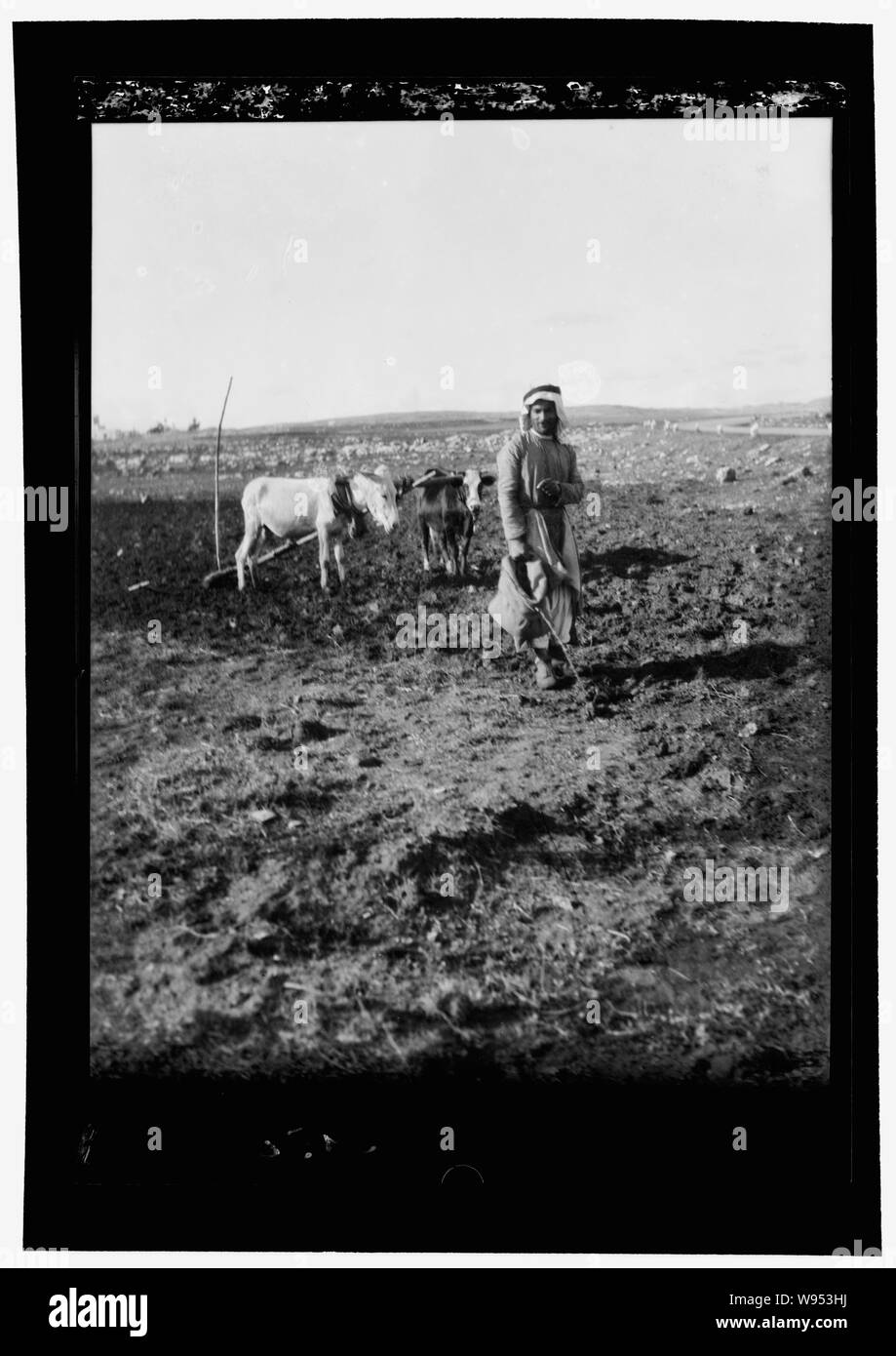 Agriculture, etc. Sowing a field near Rama showing a cow and donkey ...
