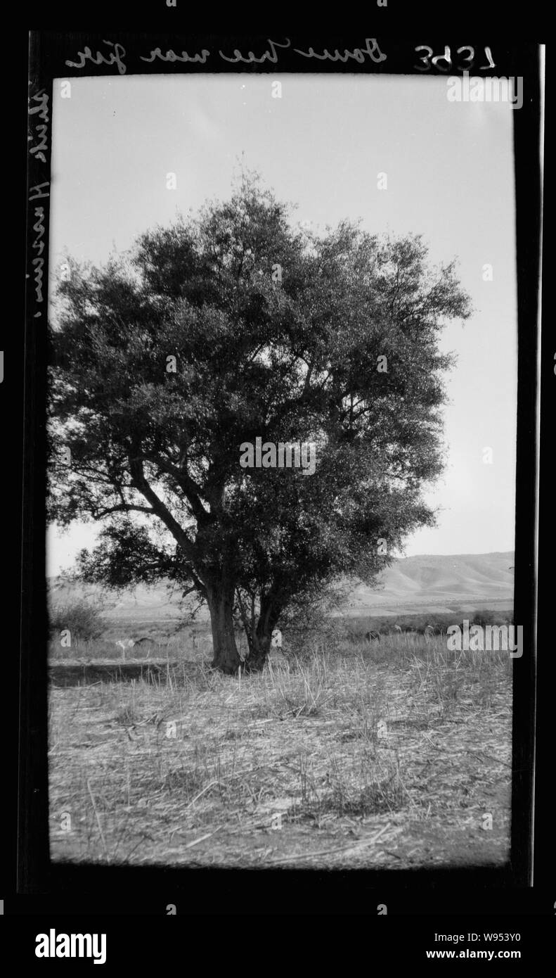 Agriculture, etc. Ziziphus Spina-Christi. (L. Wild Syrian Christ-thorn ...