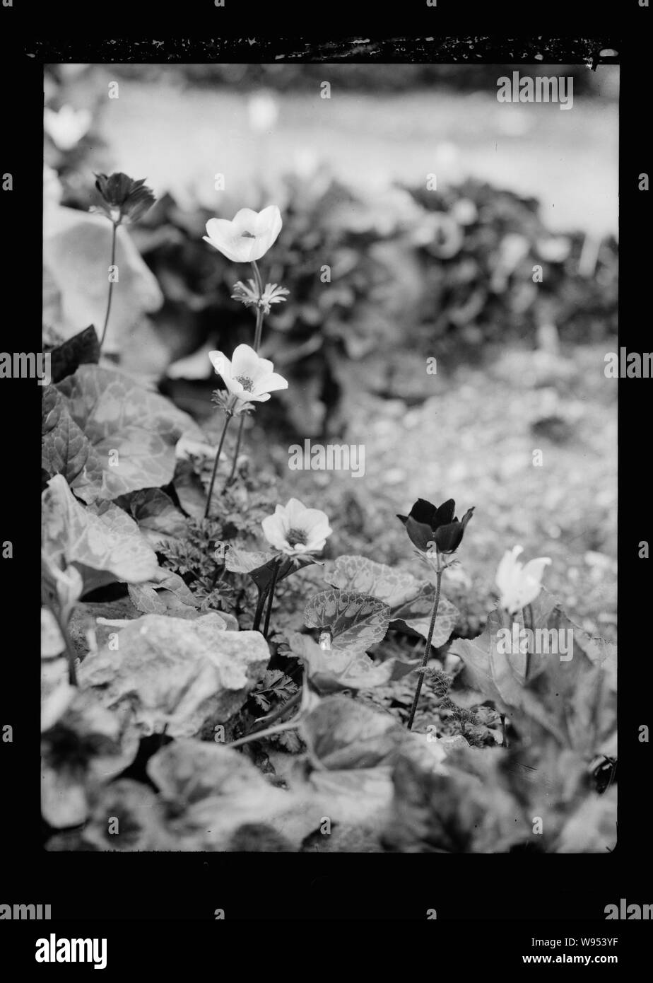 White pink planting Black and White Stock Photos & Images - Alamy