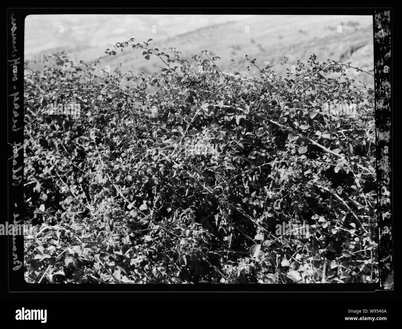 Bramble Black and White Stock Photos & Images - Alamy