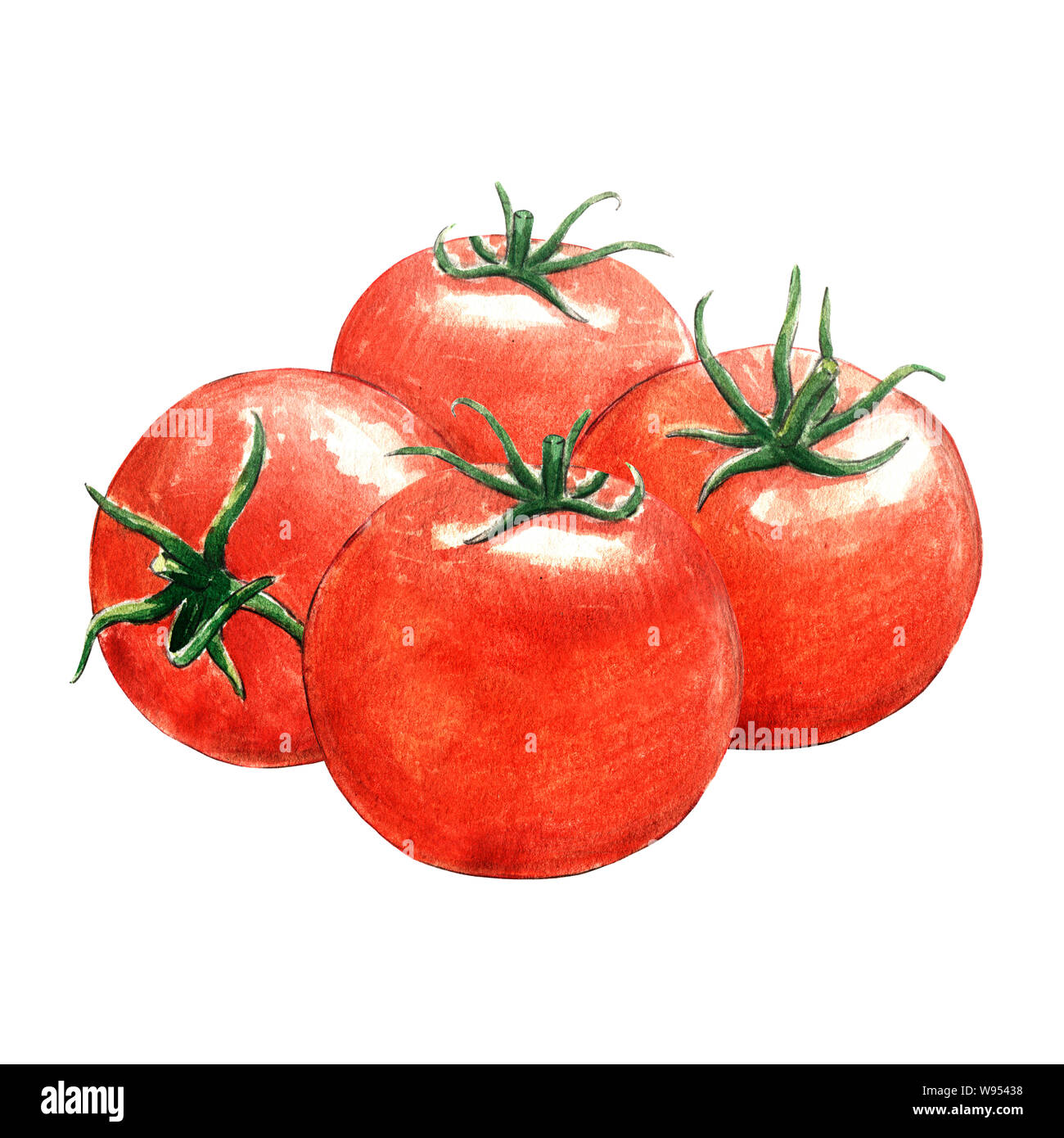tomato watercolor illustration on white background Stock Photo - Alamy