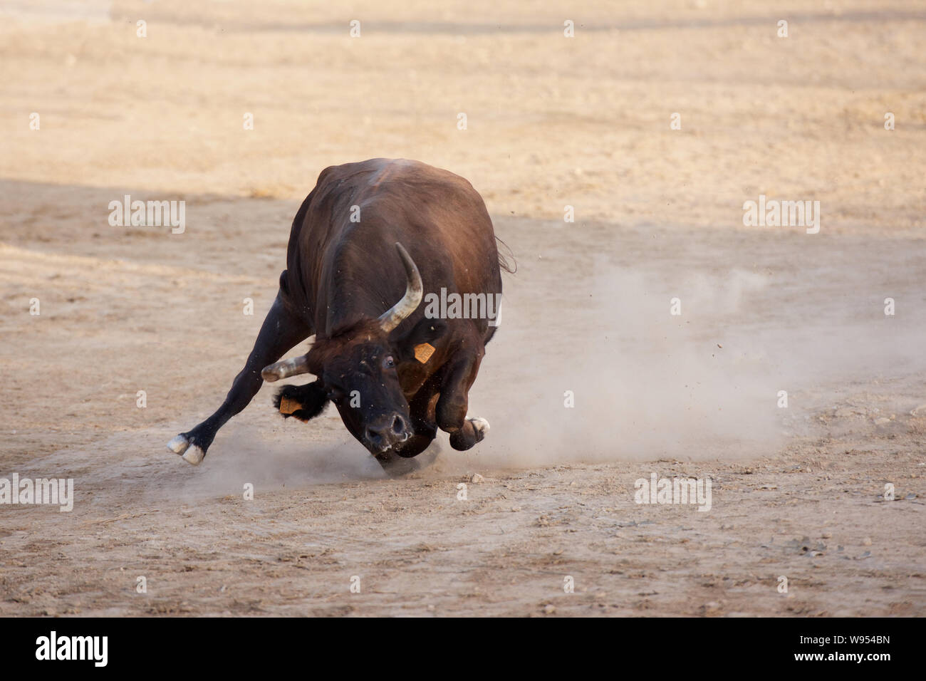 Bull in a Bull-Running arena Stock Photo - Alamy