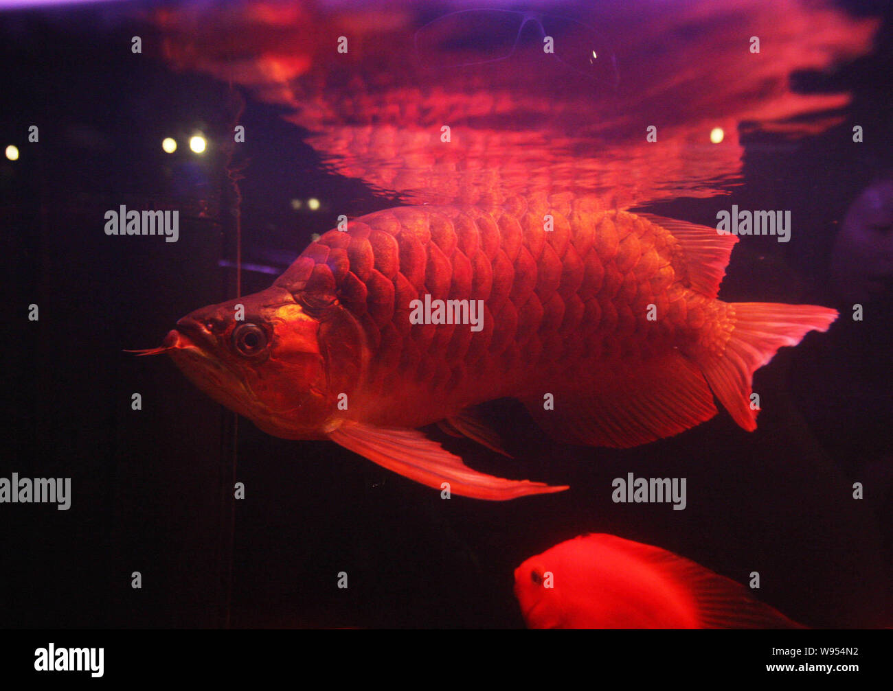 Dragon Fish High Resolution Stock Photography and Images - Alamy