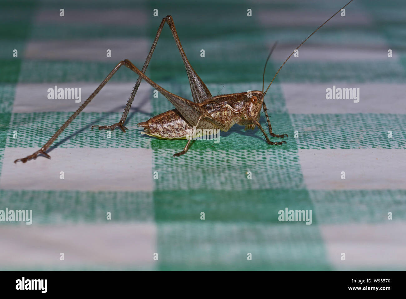 Mottled Grasshopper Close Up High Resolution Stock Photography and ...