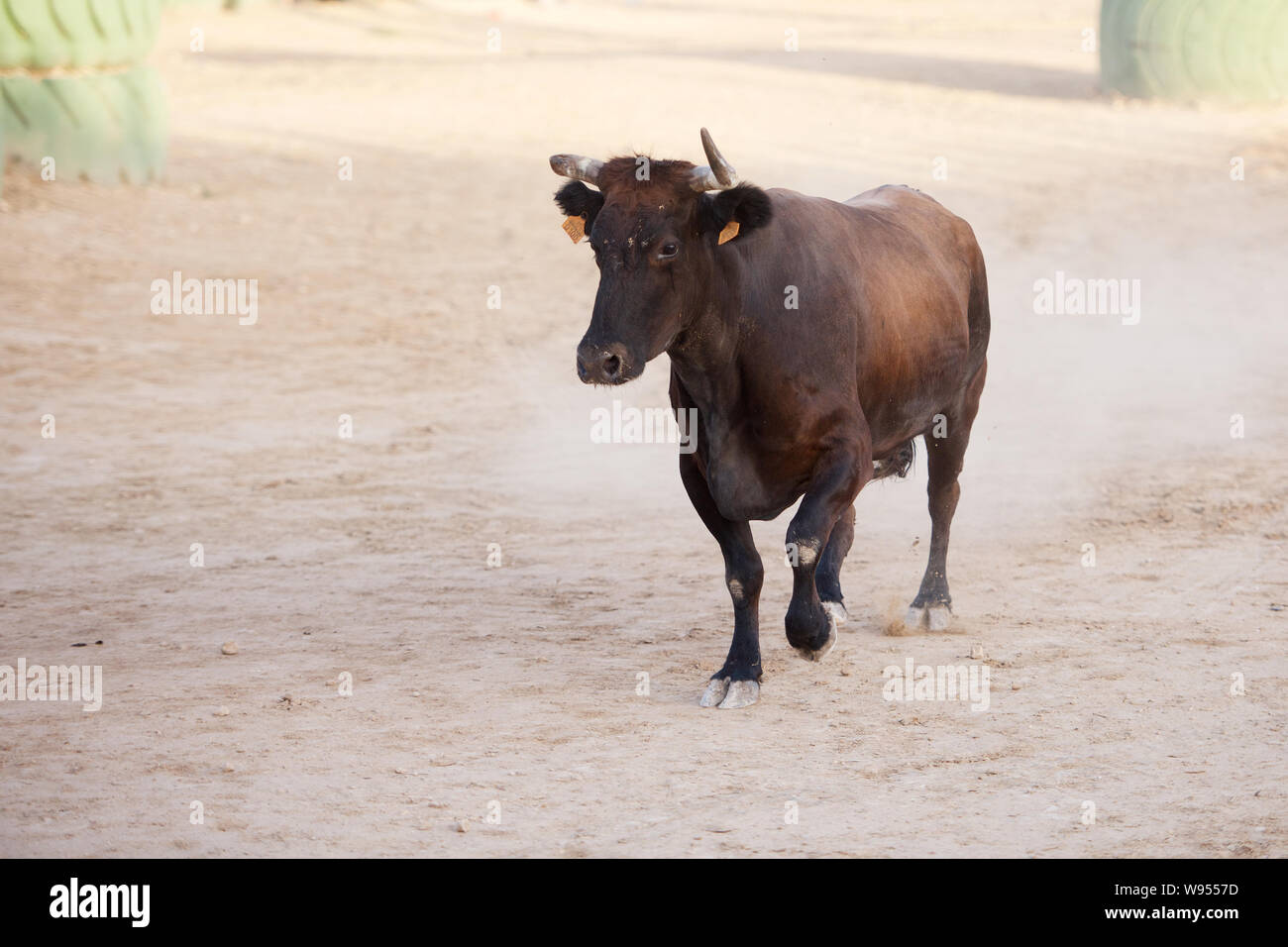 Bull in a Bull-Running arena Stock Photo - Alamy