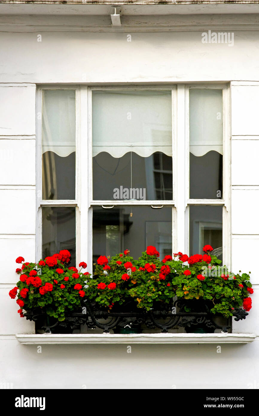 Typical window on a British house with flowers Stock Photo - Alamy