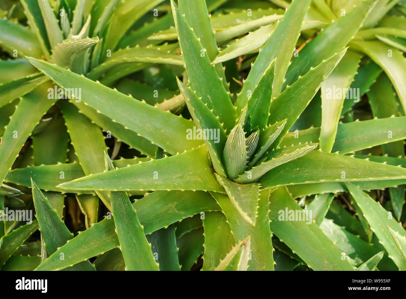 Sharp edges plant hi-res stock photography and images - Alamy