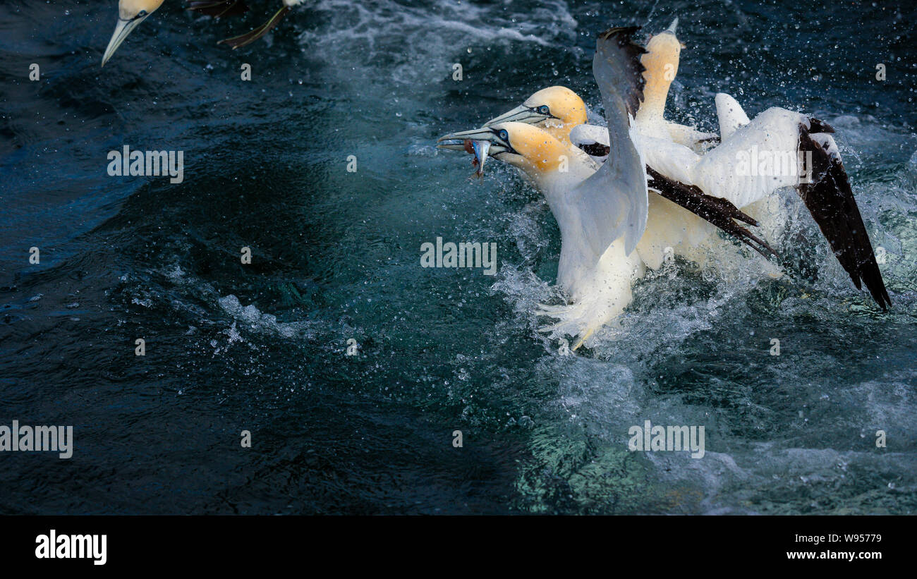 Northern gannet swimming hi-res stock photography and images - Alamy