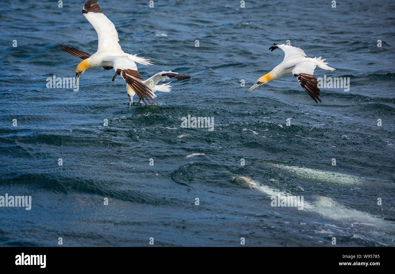 Northern Gannet In Flight and/or Diving For Fish In The UK Stock Photo ...