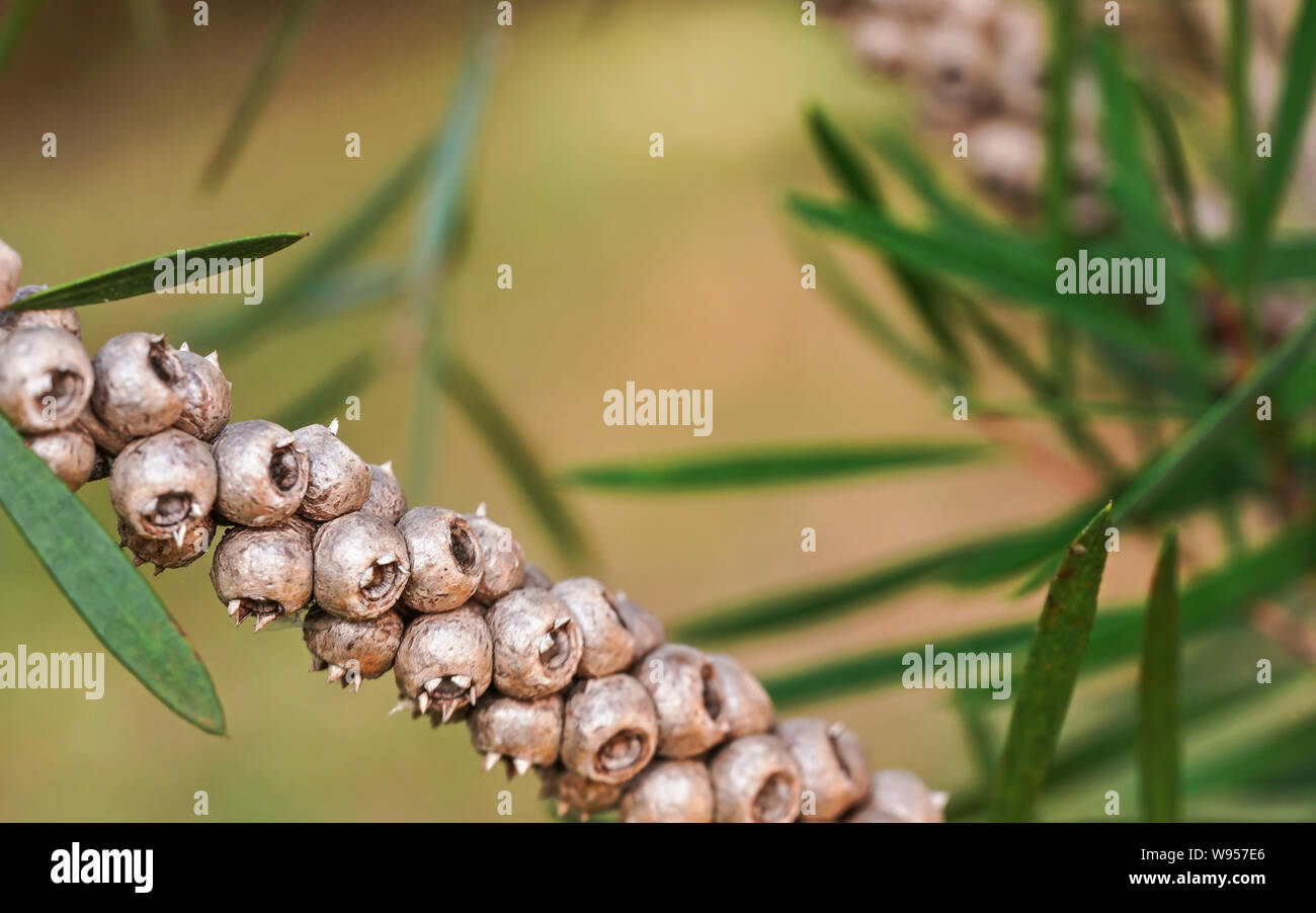 Closeup of shrub branch with dry berries Stock Photo - Alamy