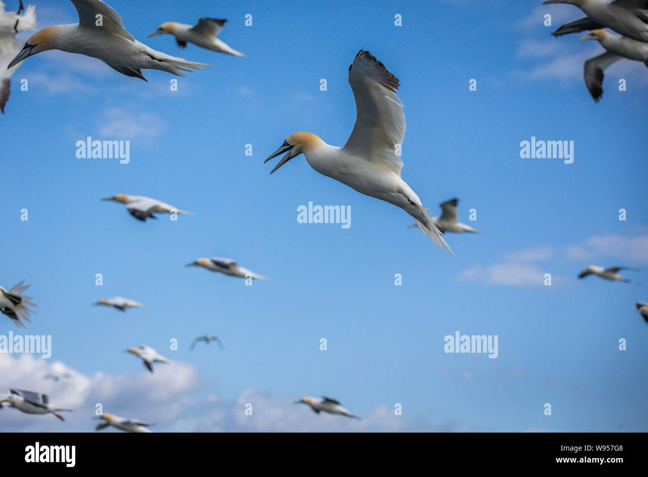 Gannet diving hi-res stock photography and images - Alamy