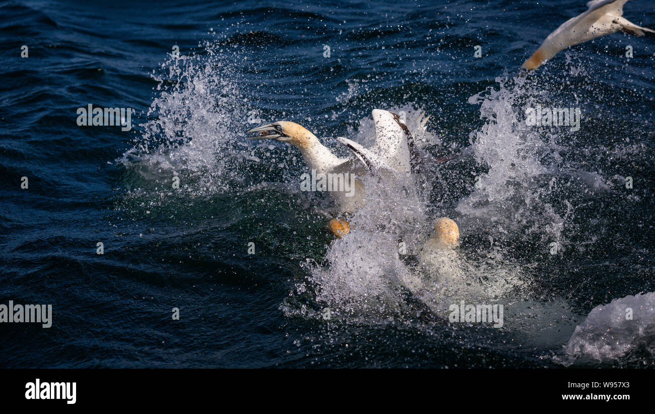 Northern gannet swimming hi-res stock photography and images - Alamy