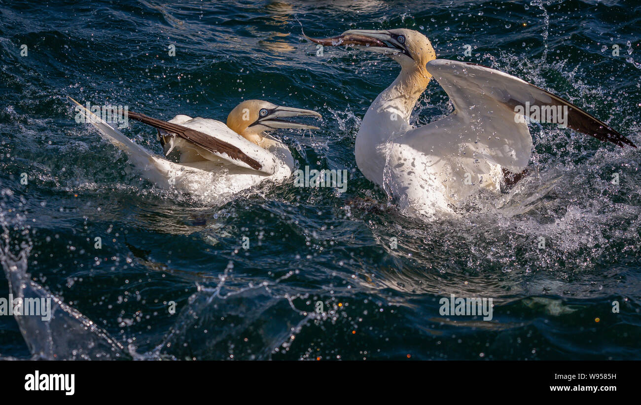 Northern gannet swimming hi-res stock photography and images - Alamy