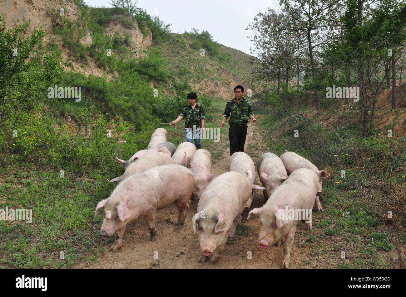 Hog house hi-res stock photography and images - Alamy