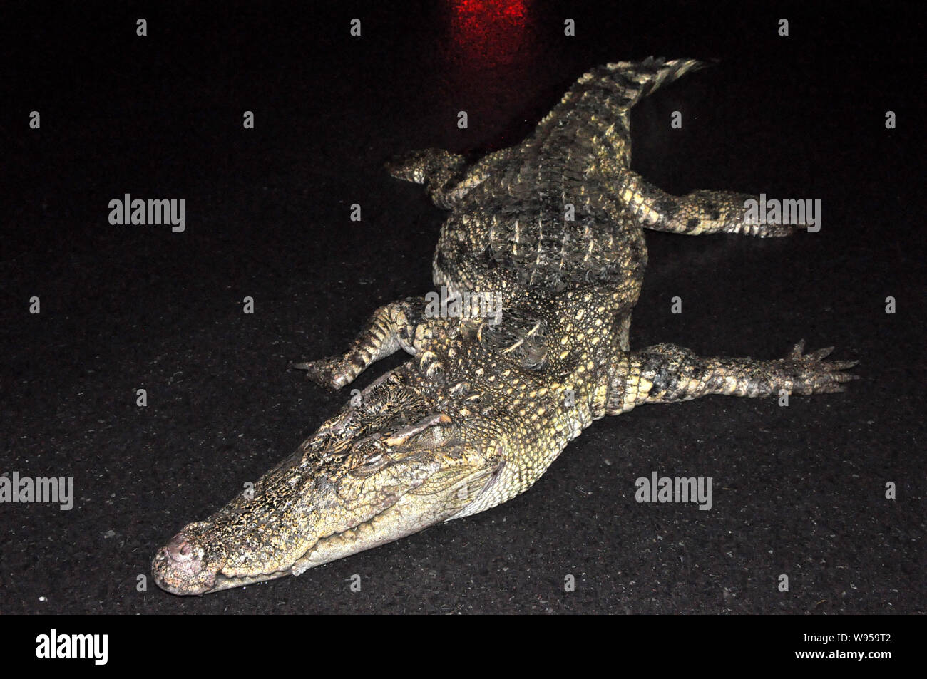 Dead crocodile hi-res stock photography and images - Alamy