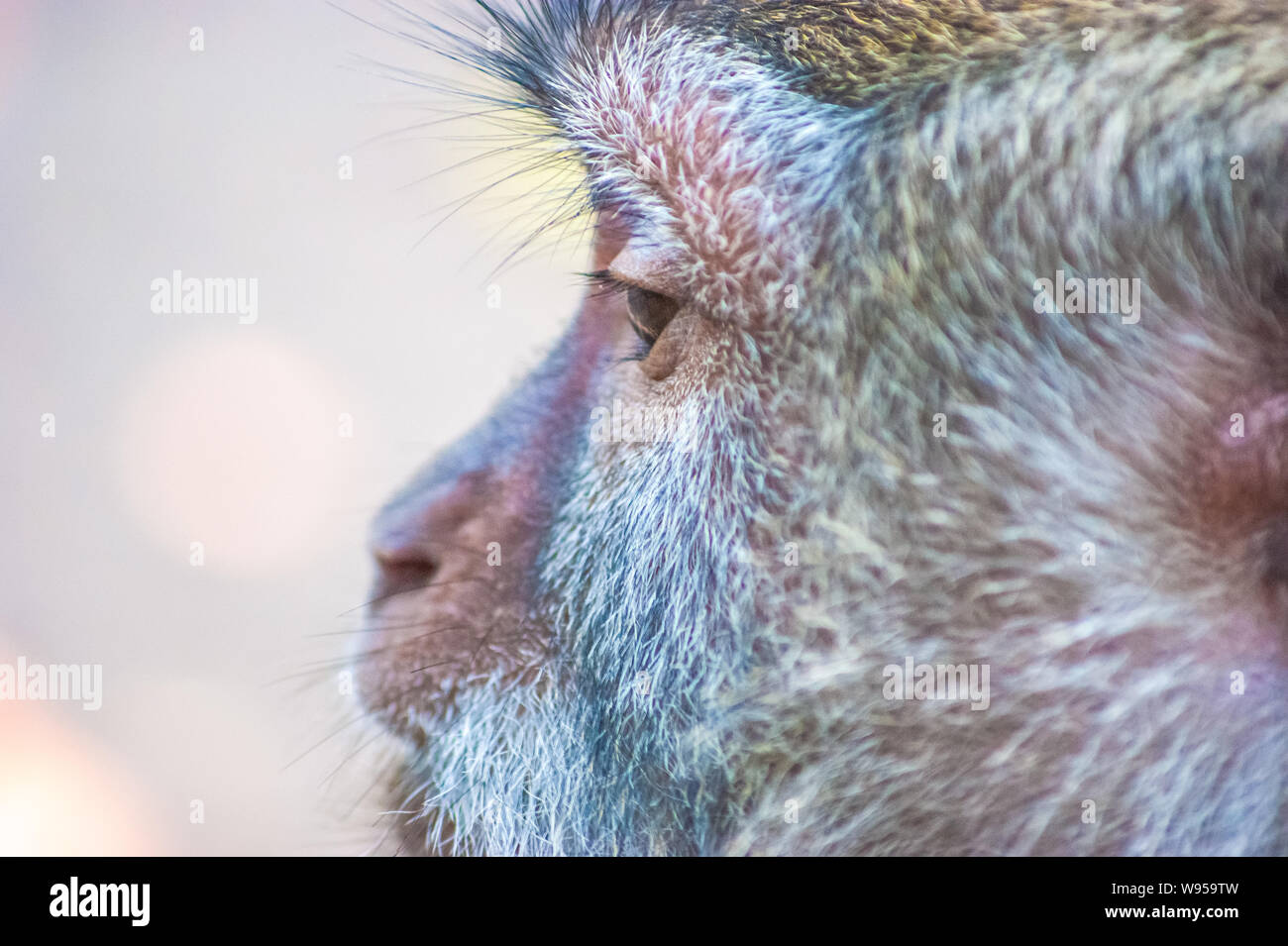 monkey head close up side shot and blur background Stock Photo - Alamy