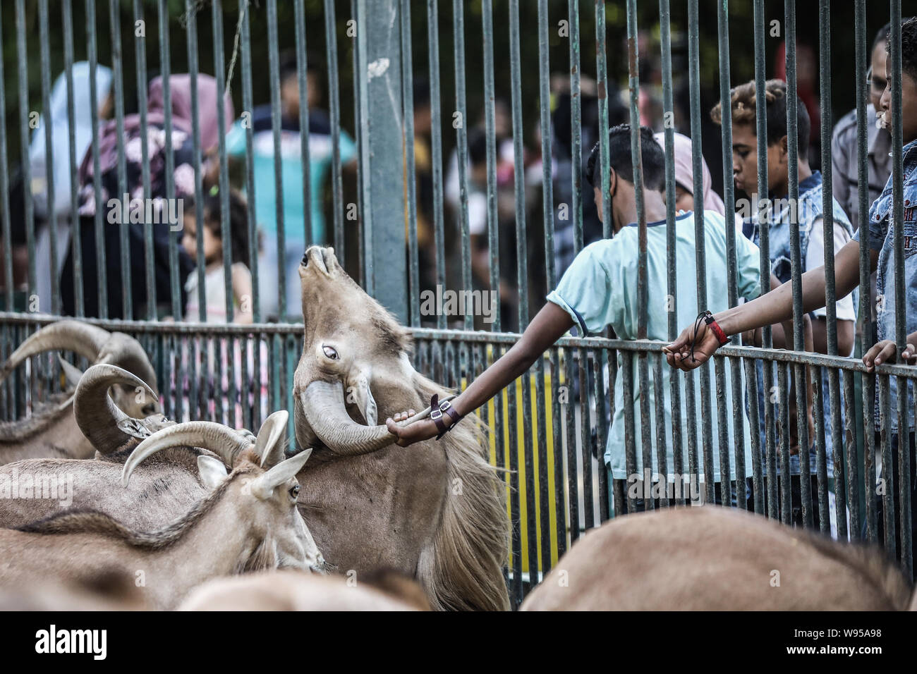 Slaughter of a goat hi-res stock photography and images - Alamy