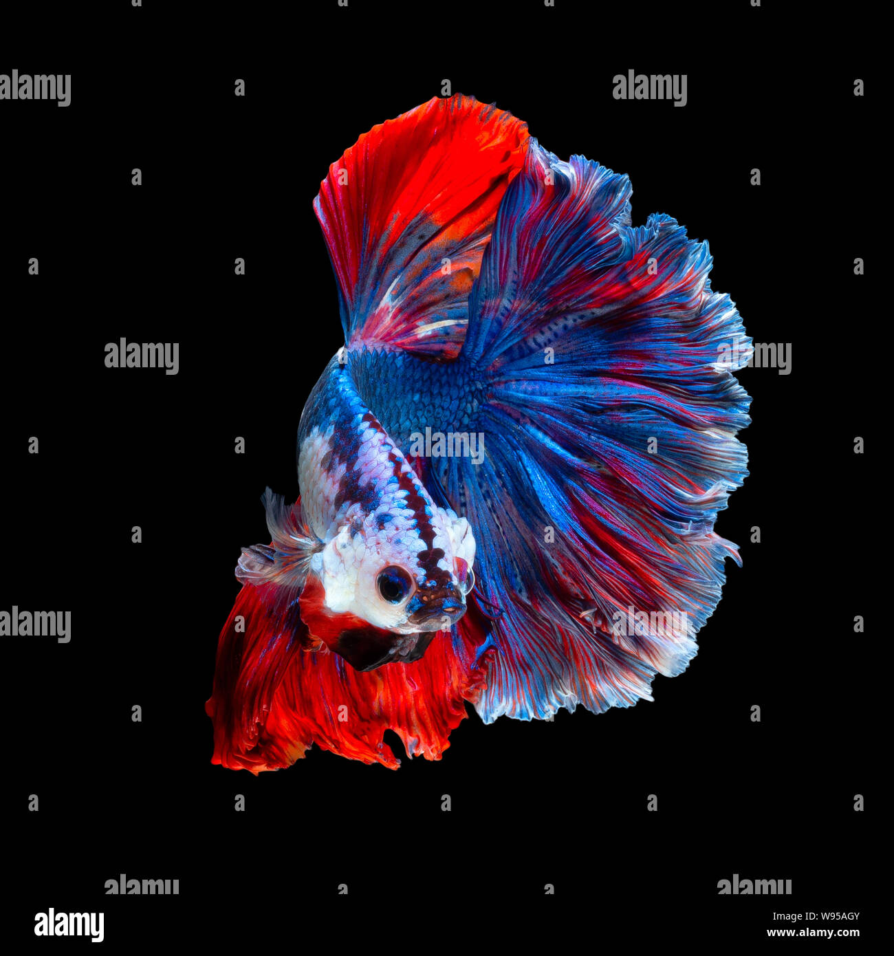Close up art movement of Betta fish or Siamese fighting fish isolated ...