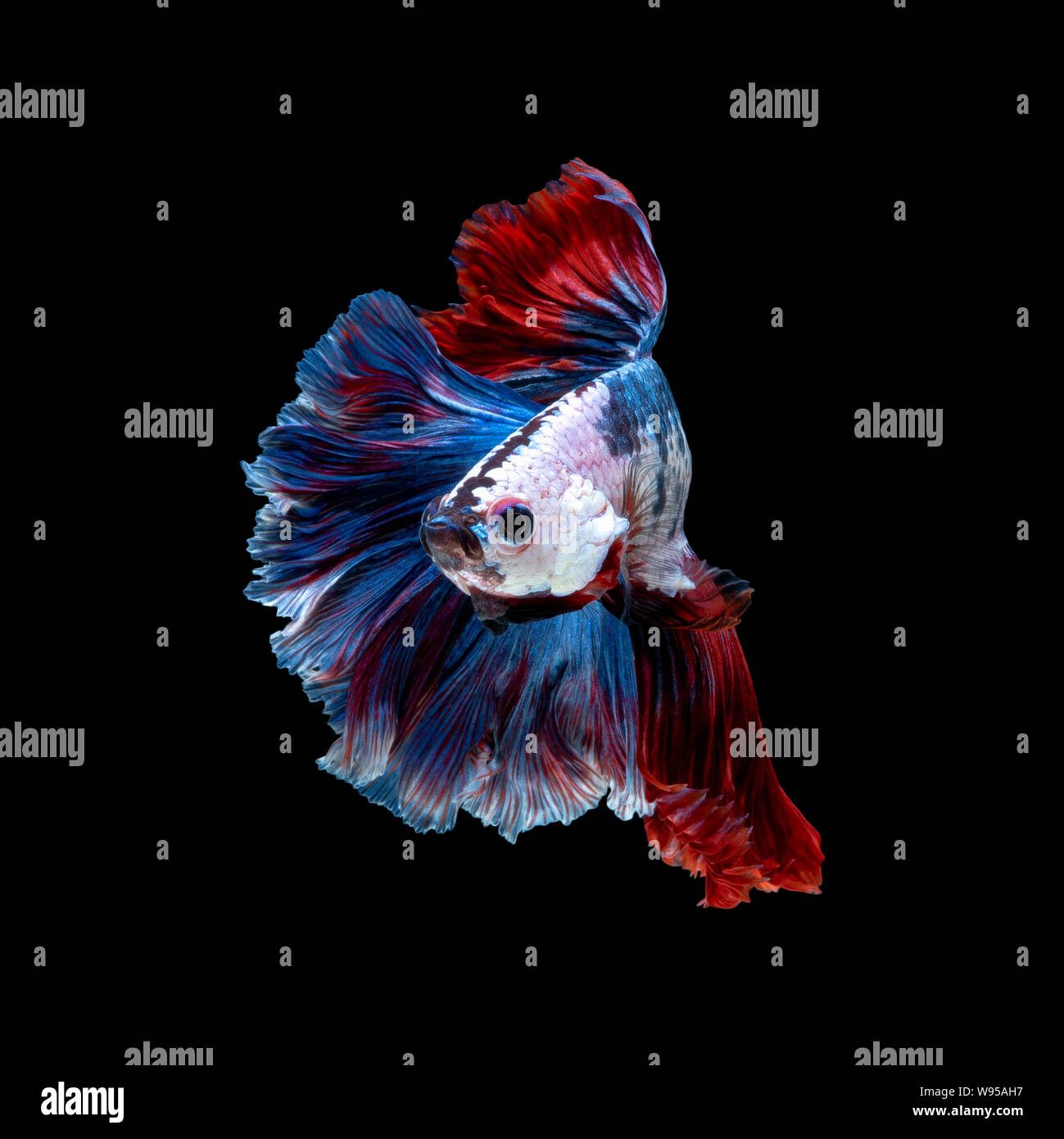 Close up art movement of Betta fish or Siamese fighting fish isolated ...