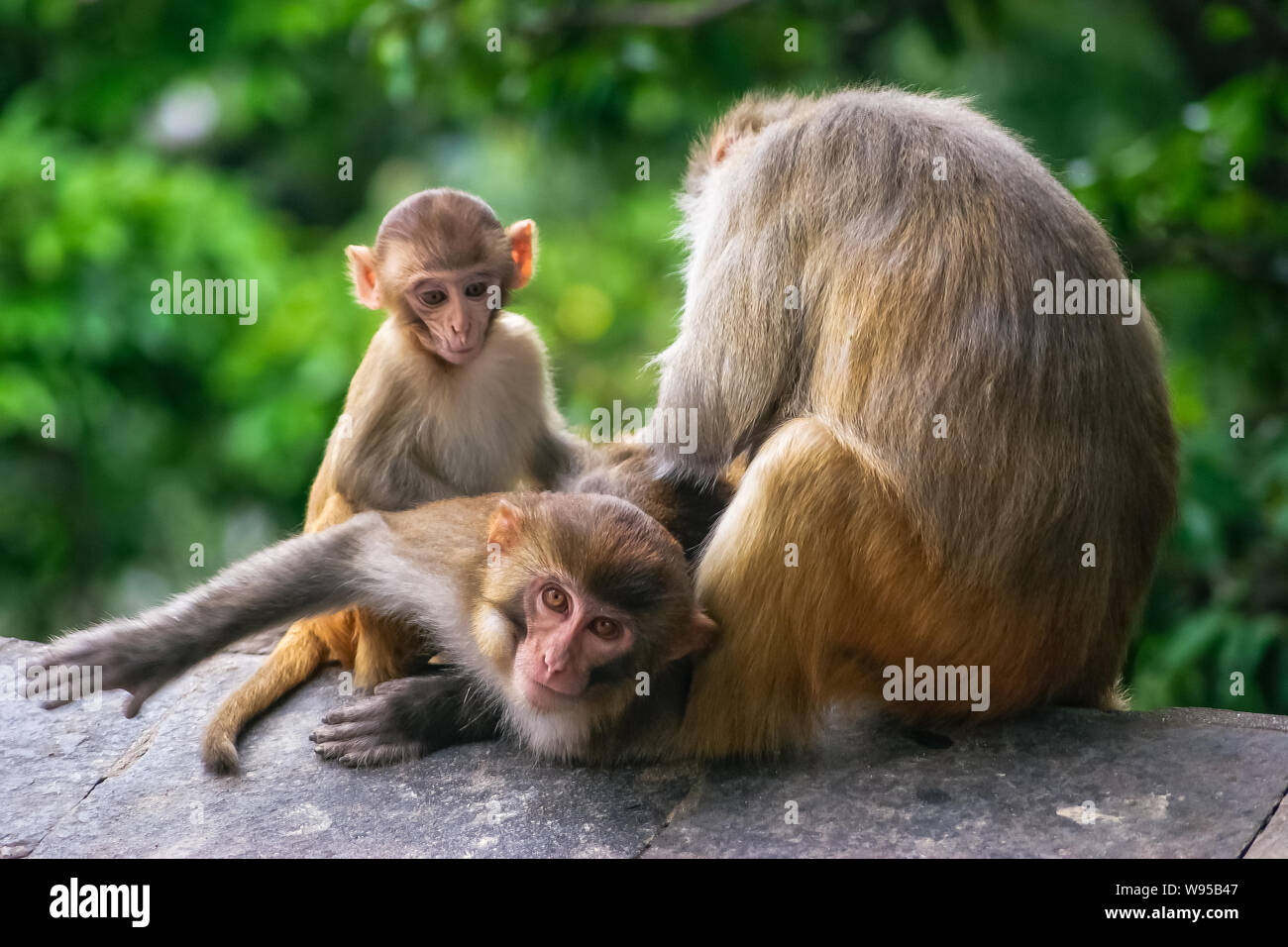 Monkey scratching other monkeys back in a temple in Katmandu Nepal ...