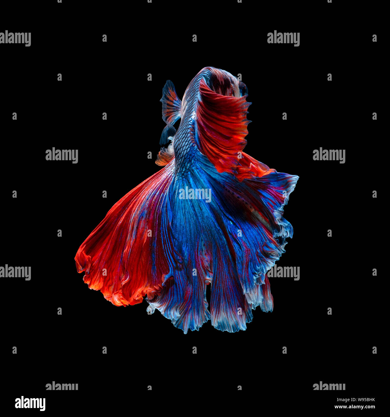 Close up art movement of Betta fish or Siamese fighting fish isolated ...