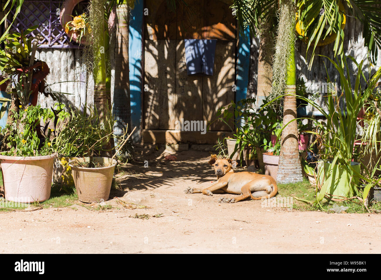 Stray dog on the streets in Mexico, March 20 Stock Photo - Alamy
