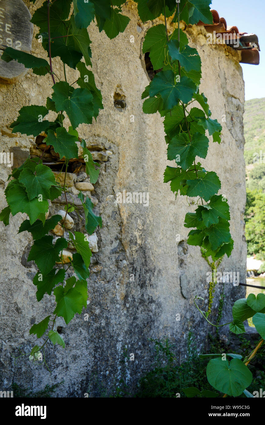 Virginia creeper on an old wall, Mialet, Gard, France Stock Photo - Alamy