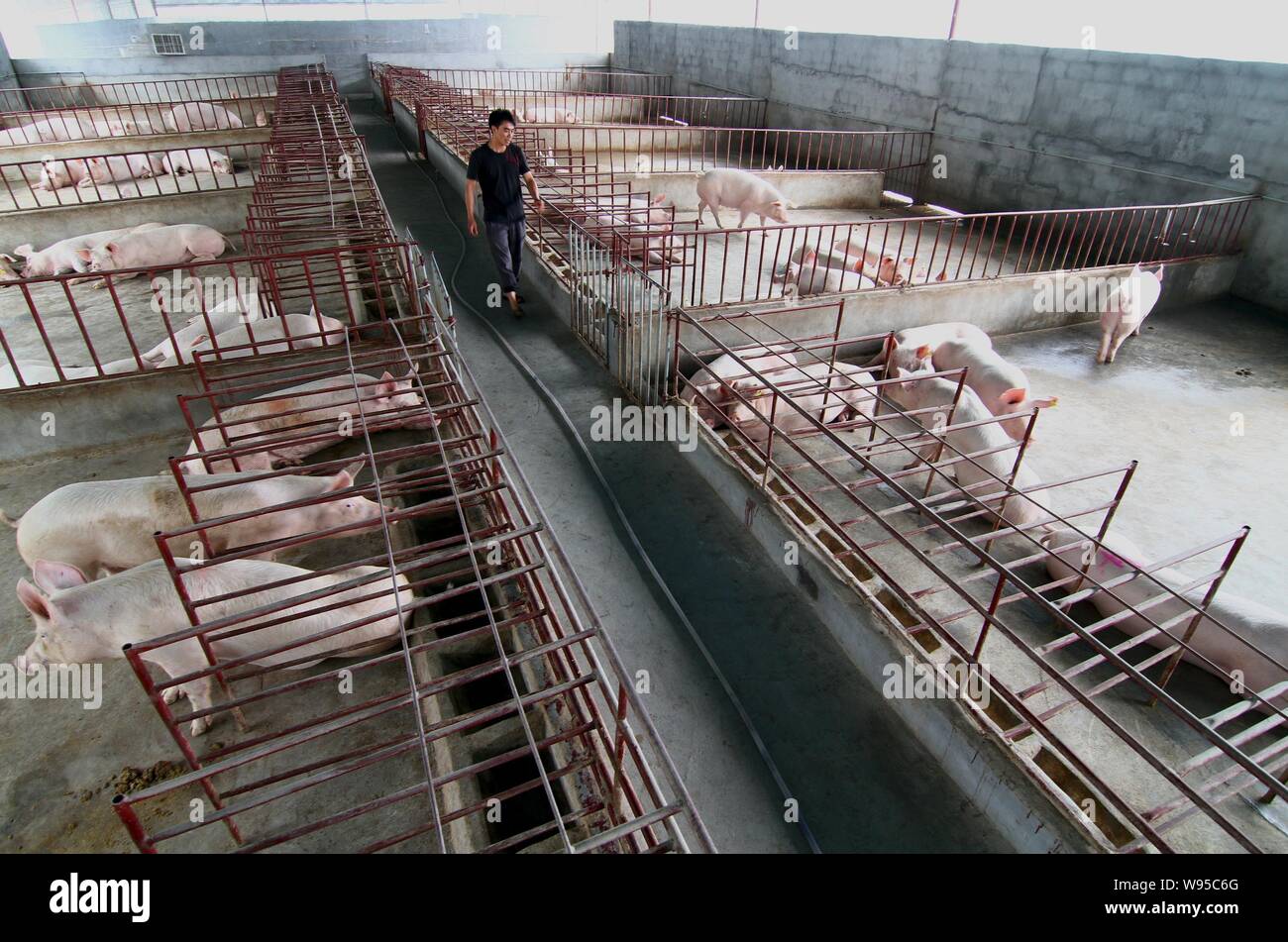 --FILE--A Chinese farmer checks the growth of pigs at a pig farm in ...