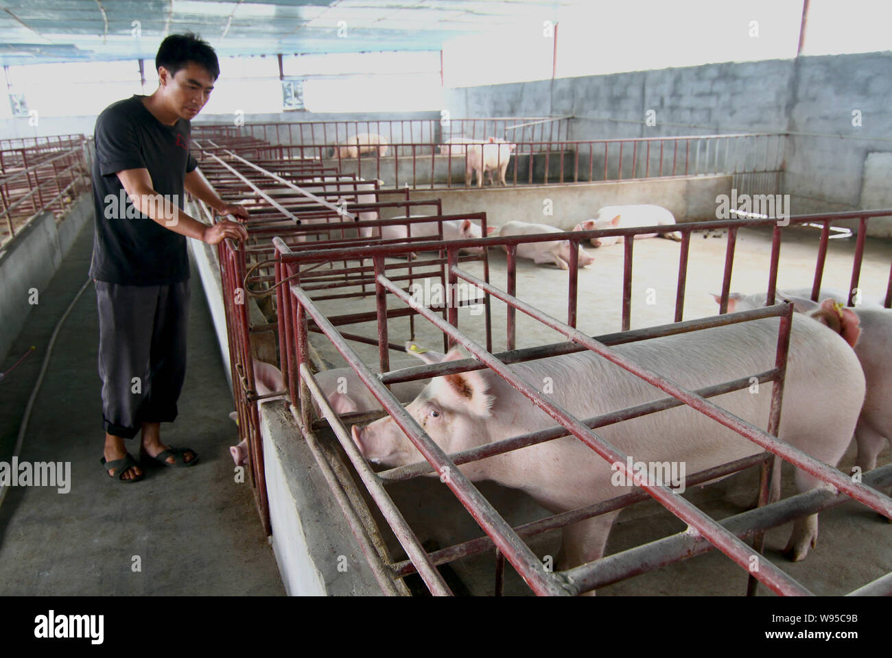 --FILE--A Chinese farmer checks the growth of pigs at a pig farm in ...