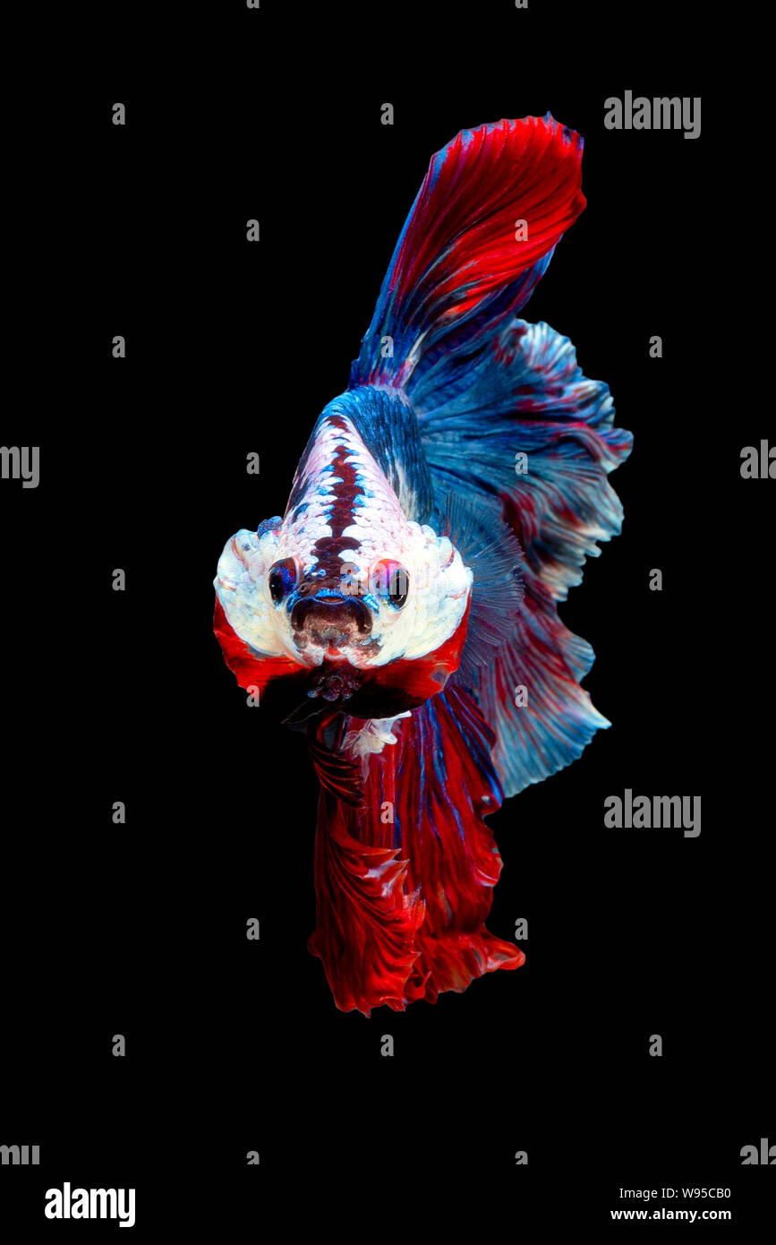 Close up art movement of Betta fish or Siamese fighting fish isolated ...