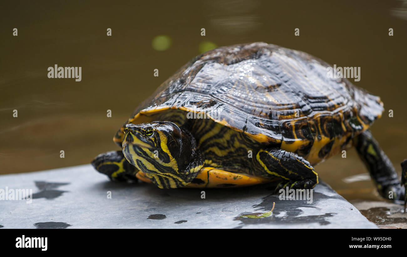 The turtle over water at the sun Stock Photo - Alamy
