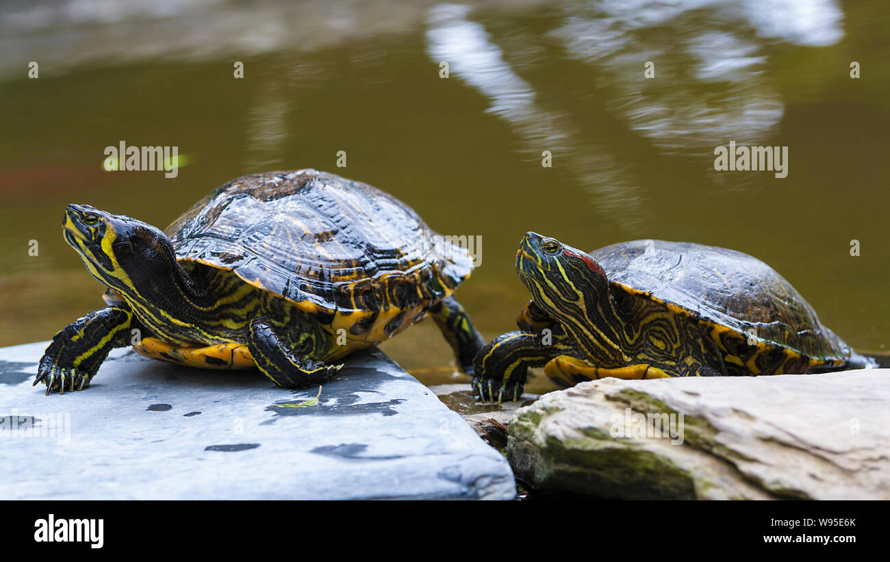 The turtle over water at the sun Stock Photo - Alamy