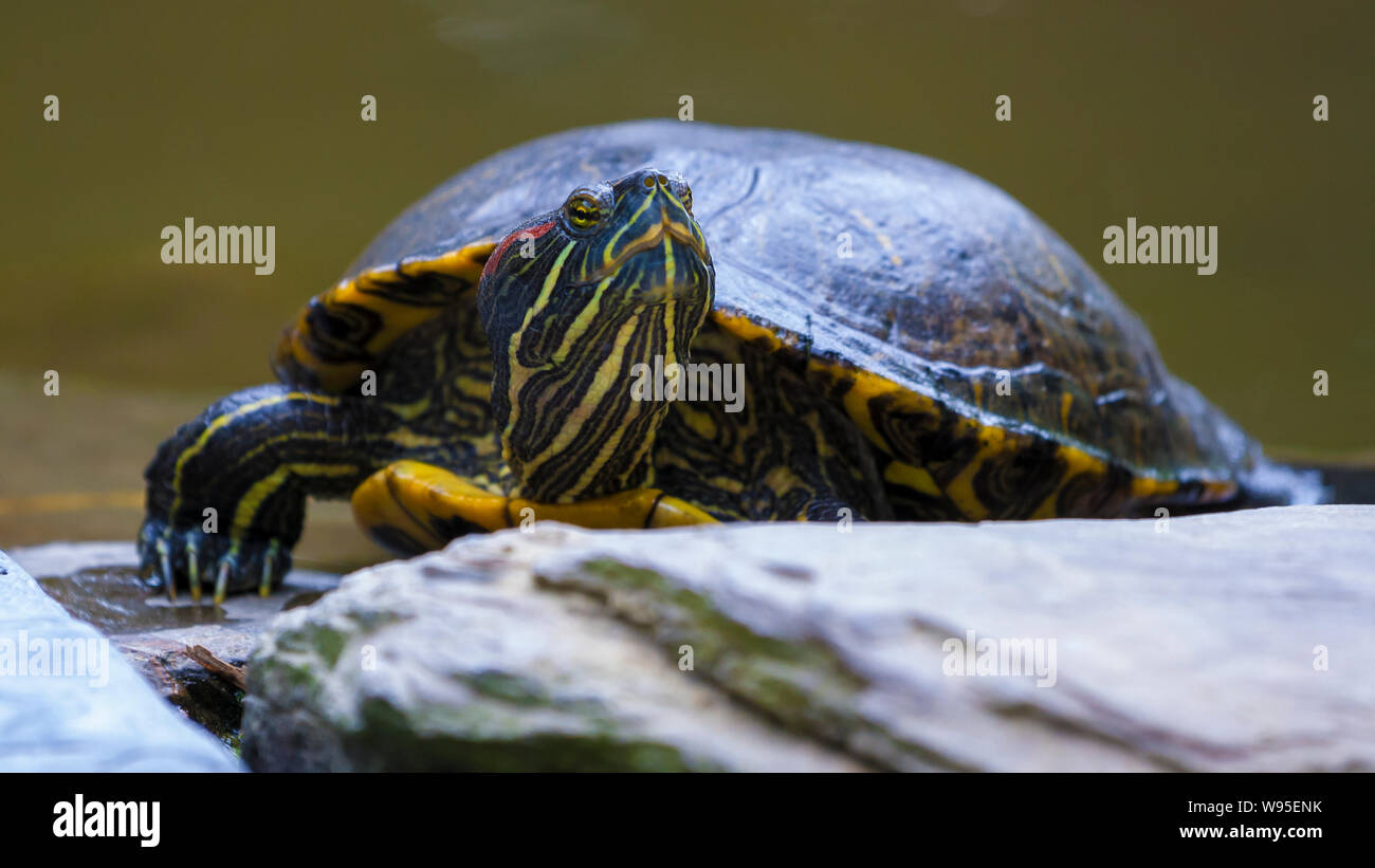 The turtle over water at the sun Stock Photo - Alamy