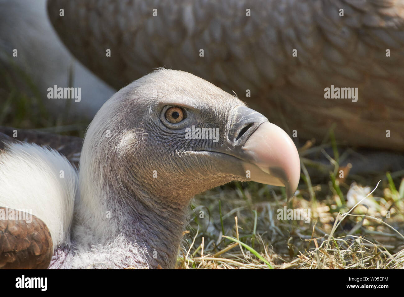 Grey vulture hi-res stock photography and images - Alamy