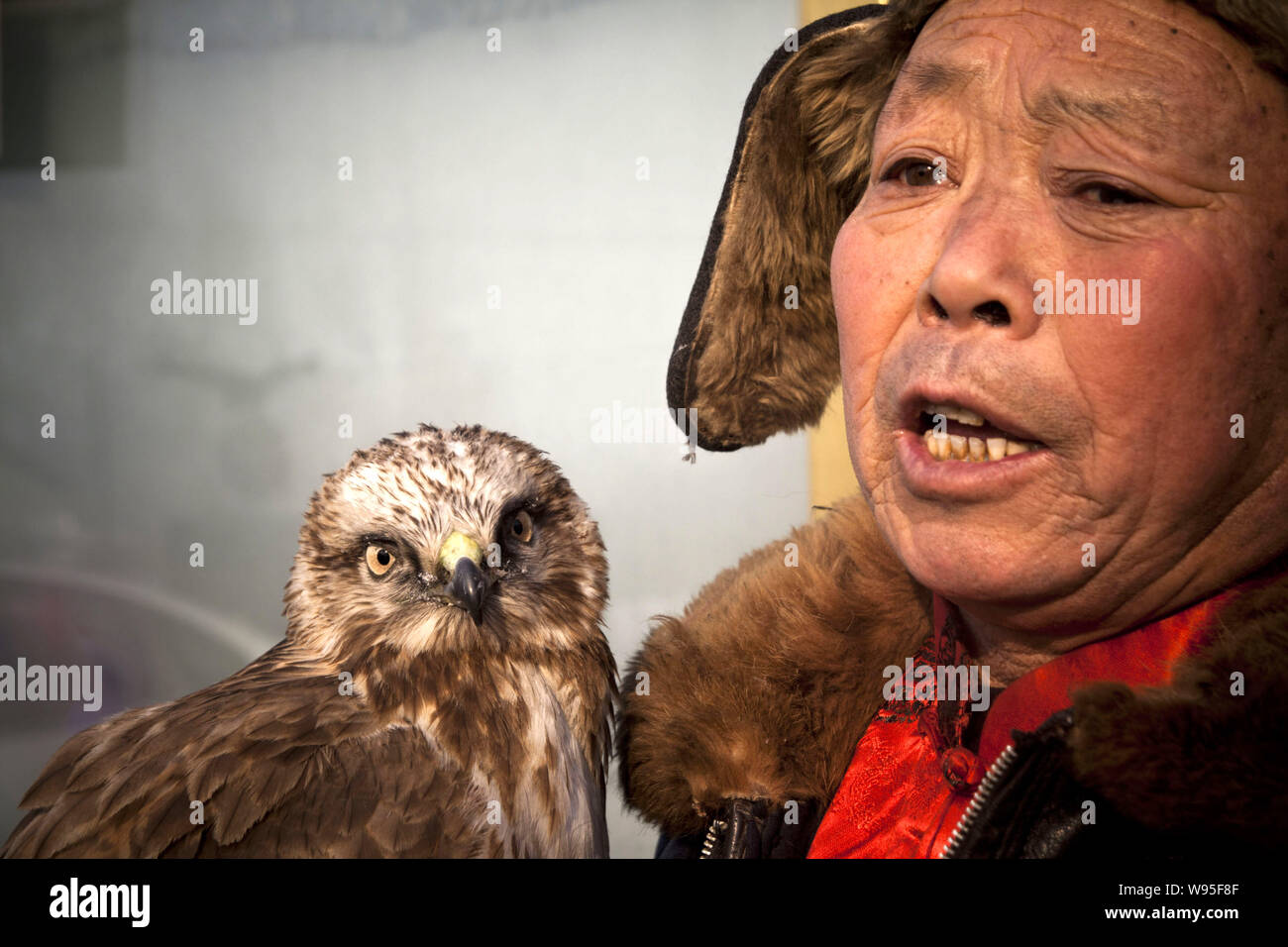 A Chinese hunter shows his falcon during the Second Manchu Falcon ...