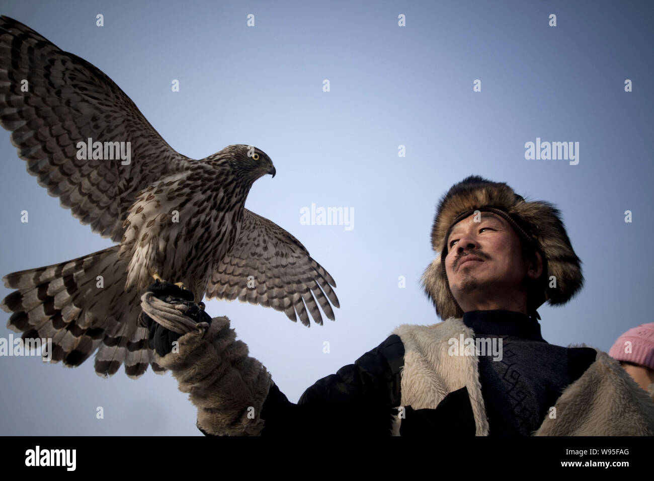 A Chinese hunter shows his falcon during the Second Manchu Falcon ...