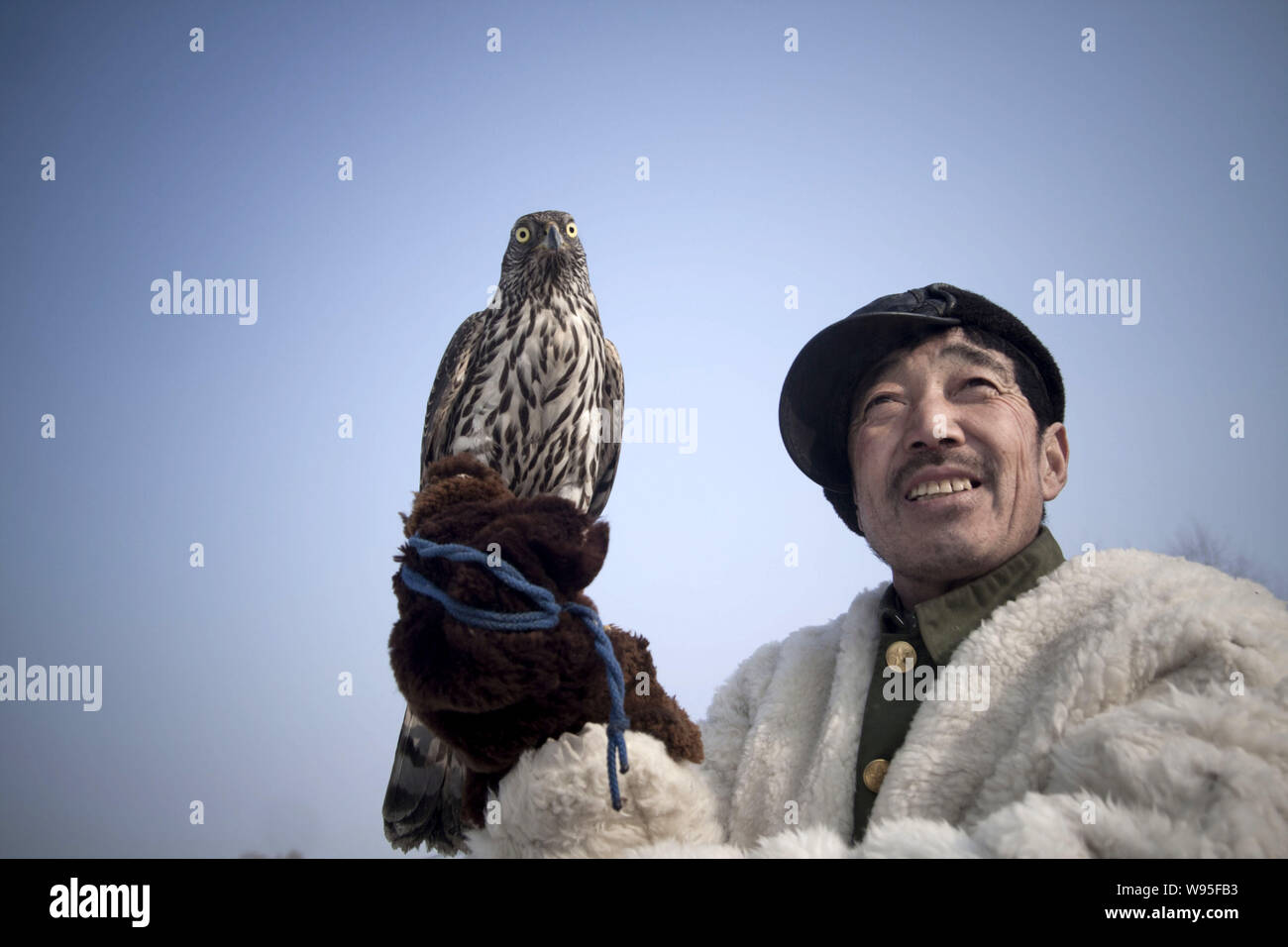 A Chinese hunter shows his falcon during the Second Manchu Falcon ...