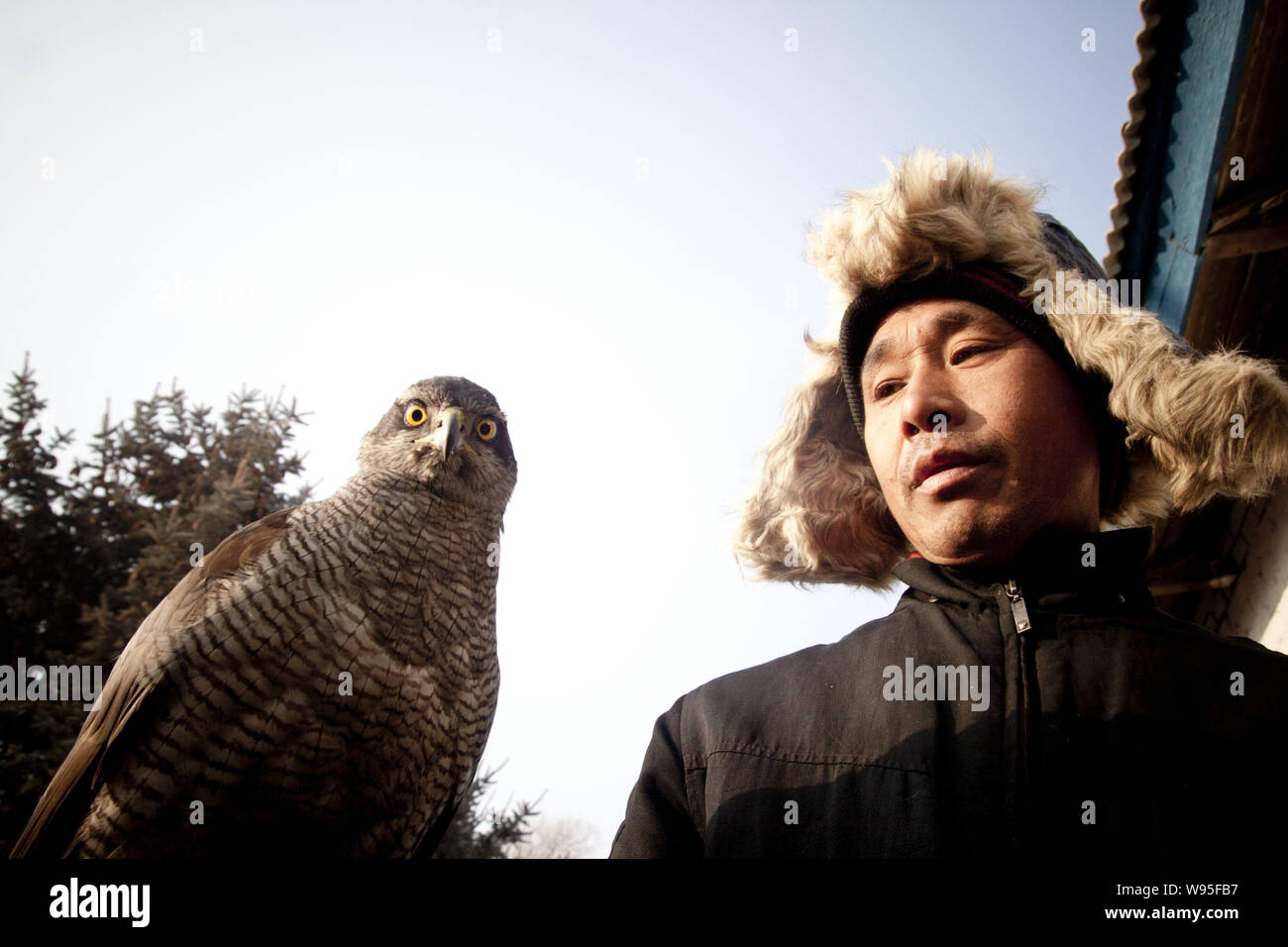 A Chinese hunter shows his falcon during the Second Manchu Falcon ...