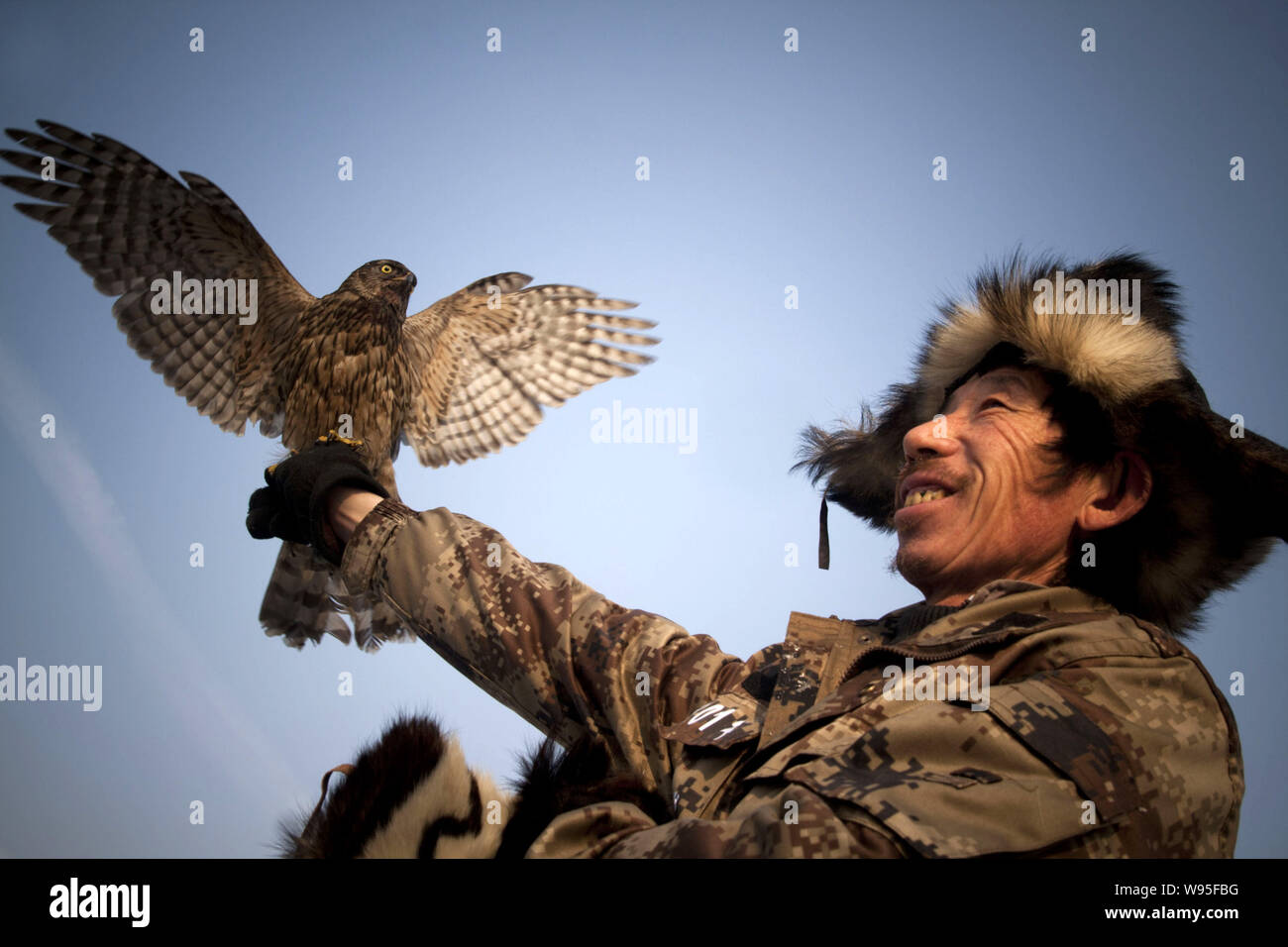 A Chinese hunter shows his falcon during the Second Manchu Falcon ...