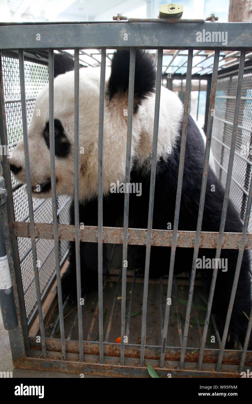 A panda is pictured at Nanjing Hongshan Forest Zoo before its departure ...