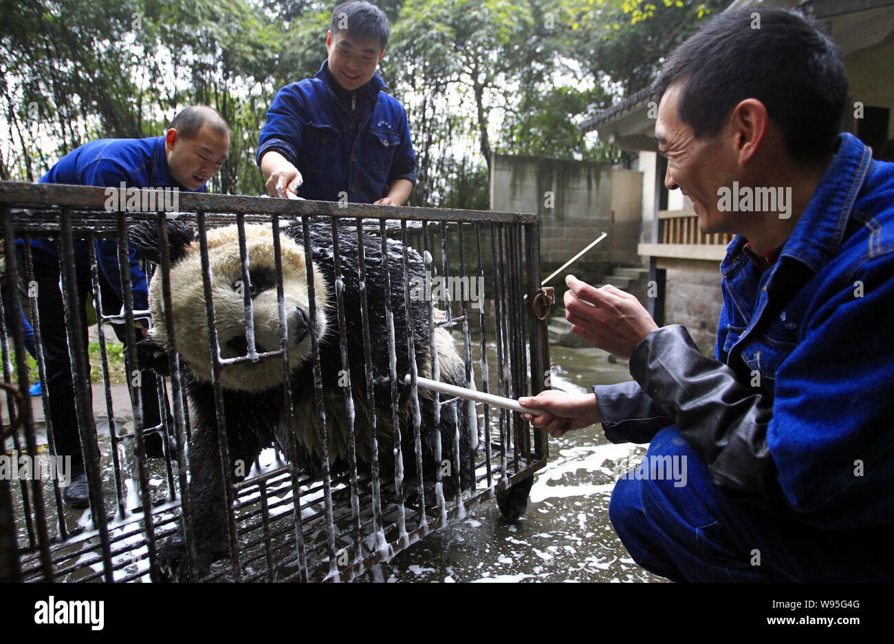China canada panda hi-res stock photography and images - Alamy