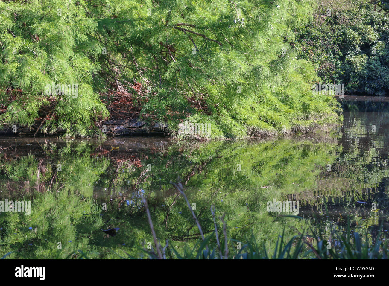 Reflections in lake at Adelaide Botanic Gardens, South Australia Stock ...