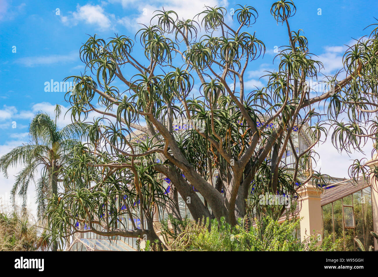 Tree Aloe, Adelaide Botanic Gardens, South Australia Stock Photo - Alamy