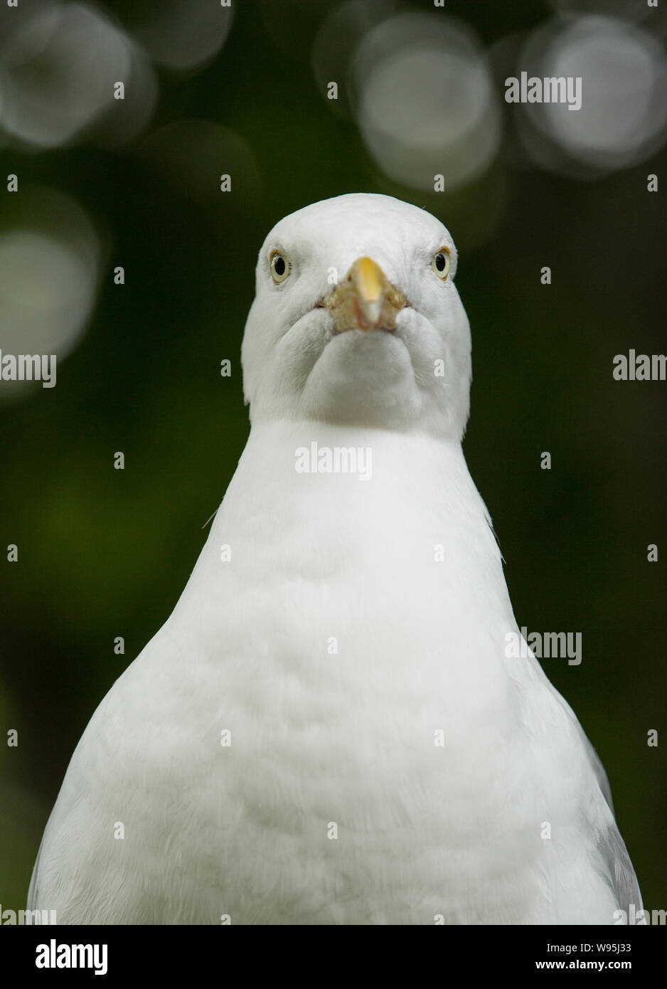 Menacing seagull hi-res stock photography and images - Alamy