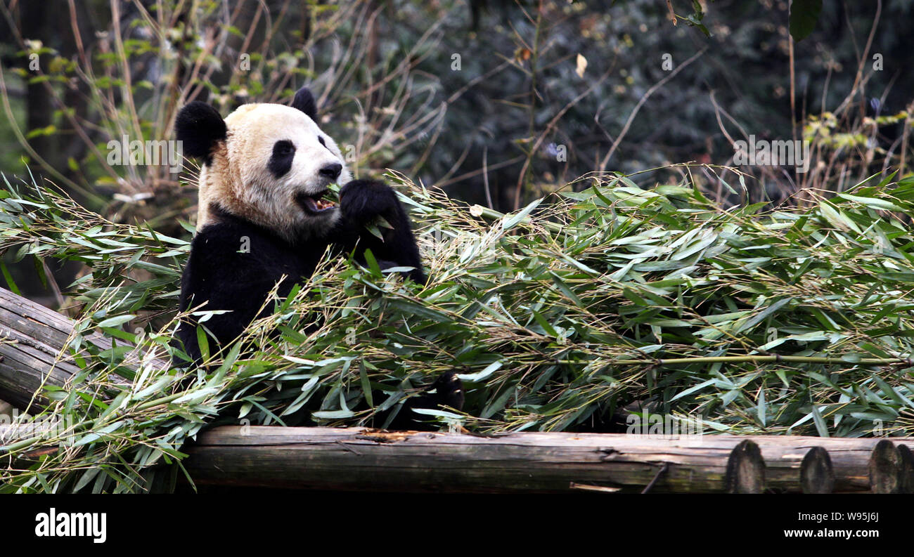 Giant panda Er Shun eats bamboo at Chongqing Zoo in Chongqing, China ...
