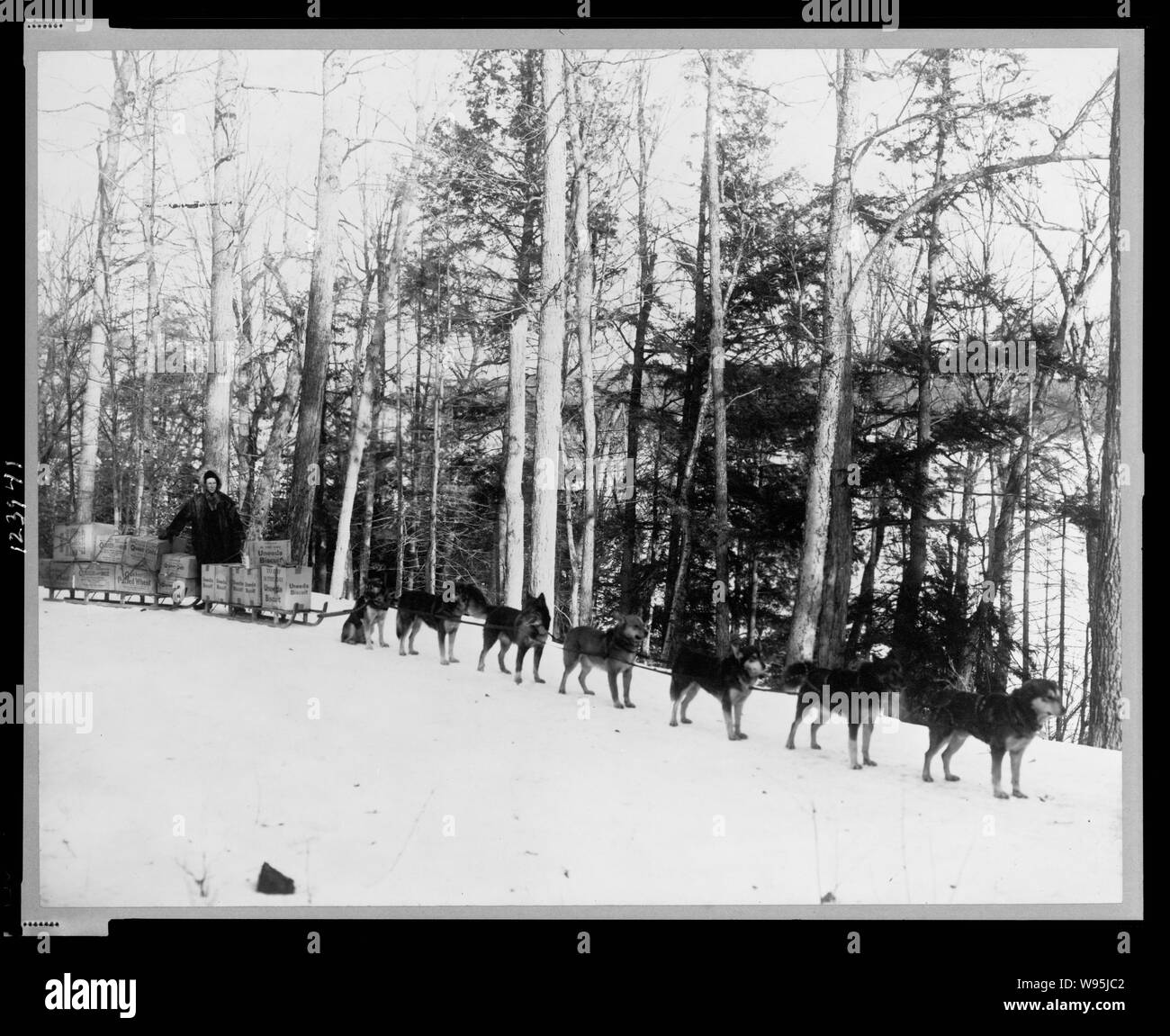 Alaska--Freighting with dog teams Stock Photo - Alamy