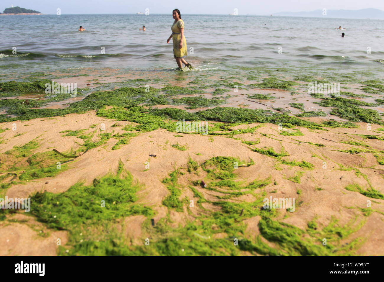Qingdao algae swim hi-res stock photography and images - Alamy