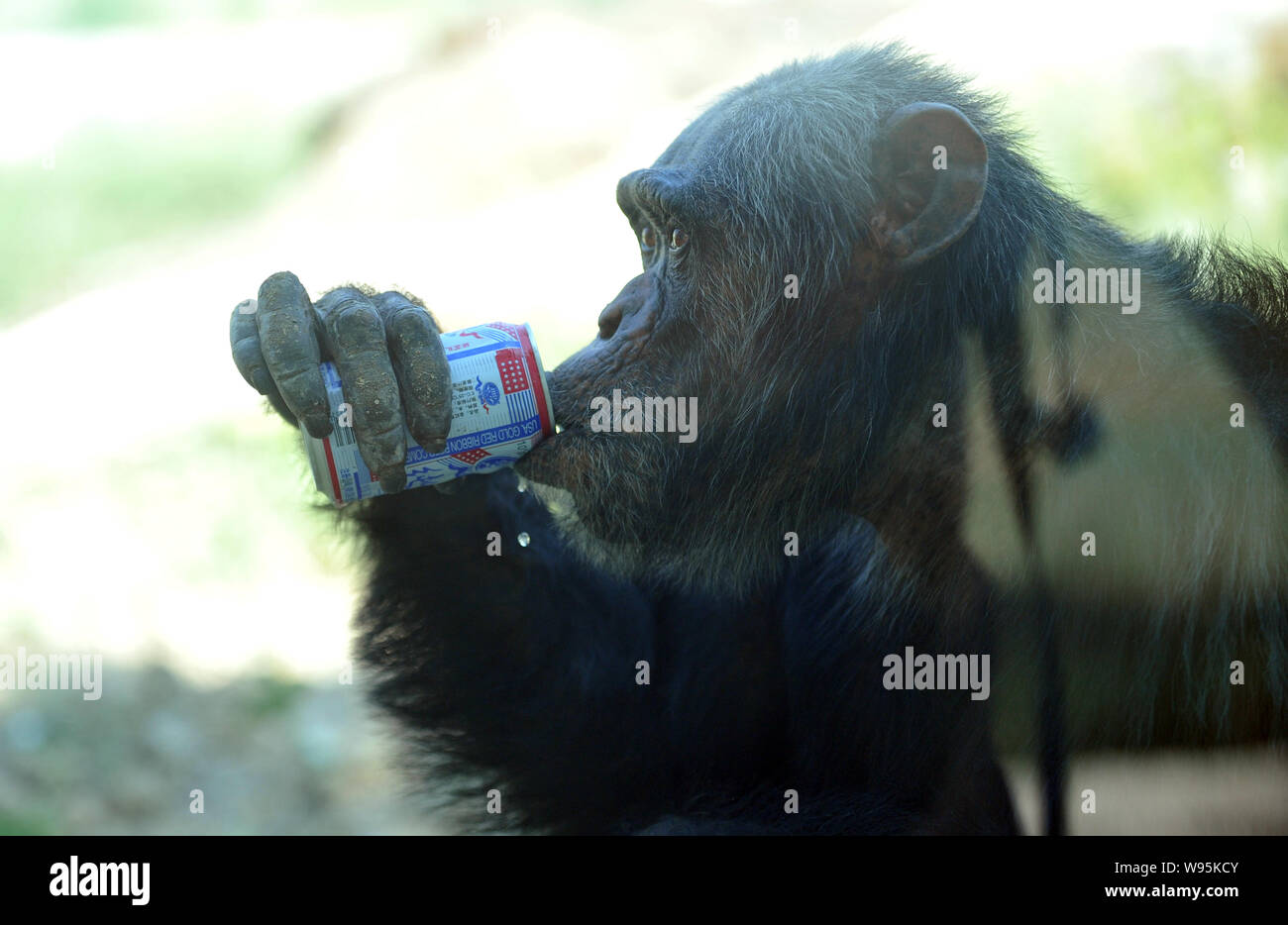 Xinjiang beer hi-res stock photography and images - Alamy