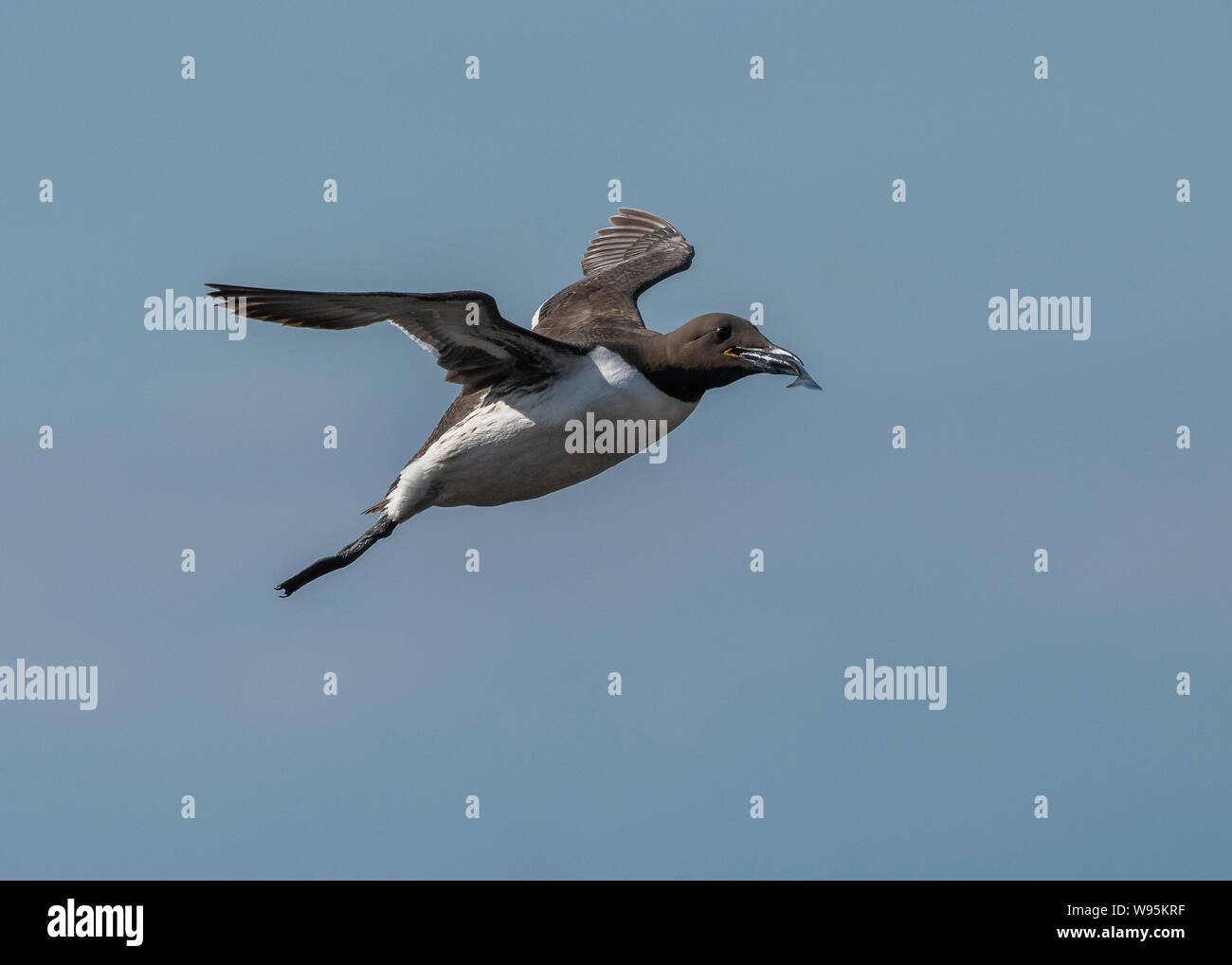 Guillemot flying with fish hi-res stock photography and images - Alamy