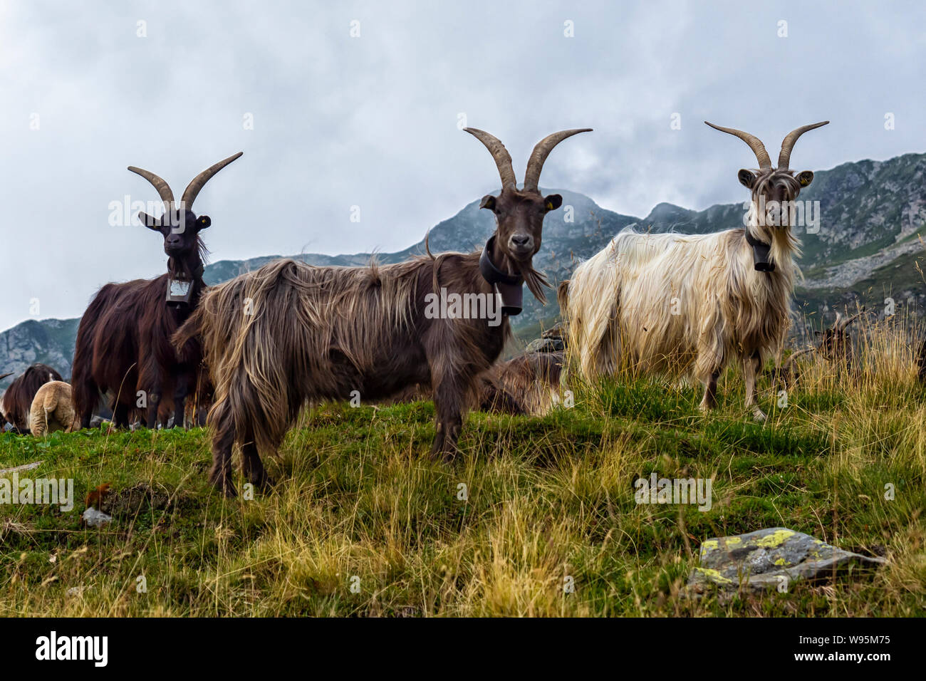 Goat alp hi-res stock photography and images - Alamy